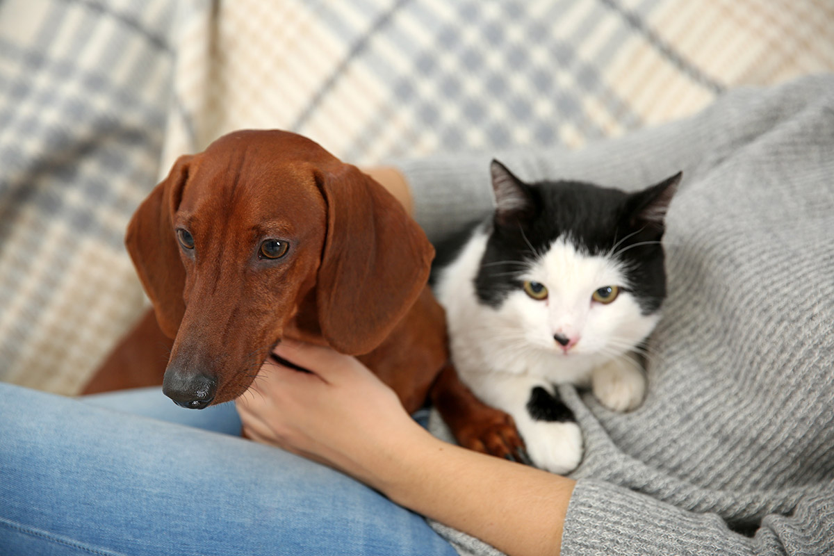 Tu mascota se lo merece en Soria